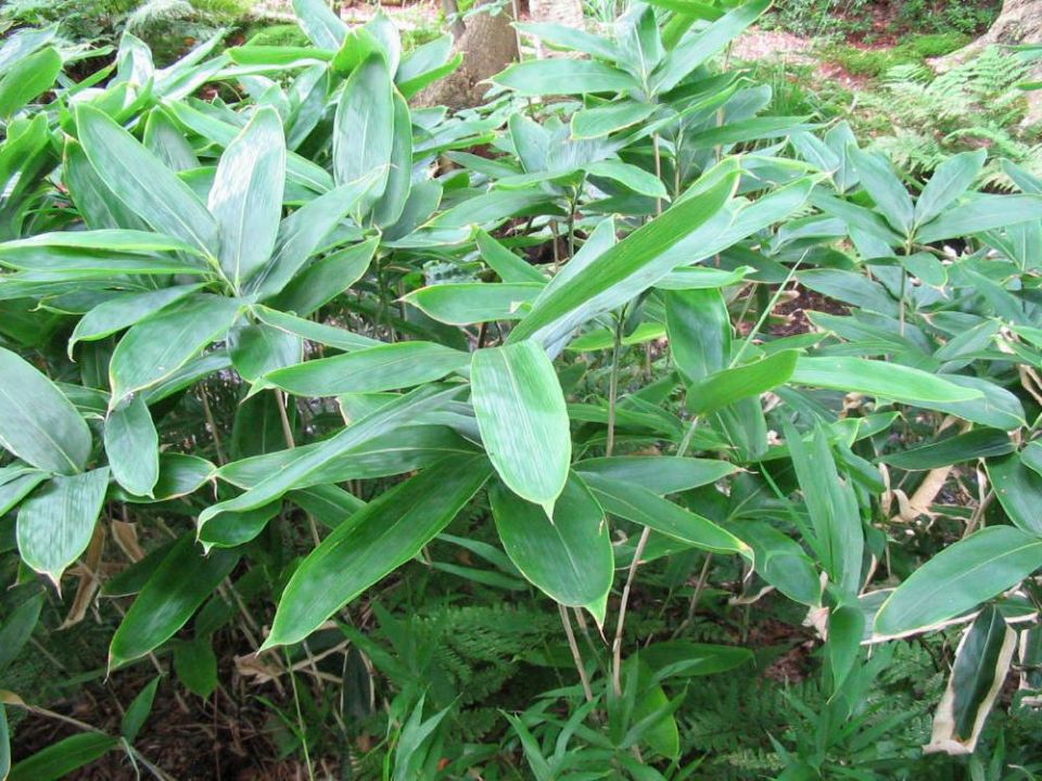 Sasa veitchii - Dwergbamboe | De Tuinen van Appeltern