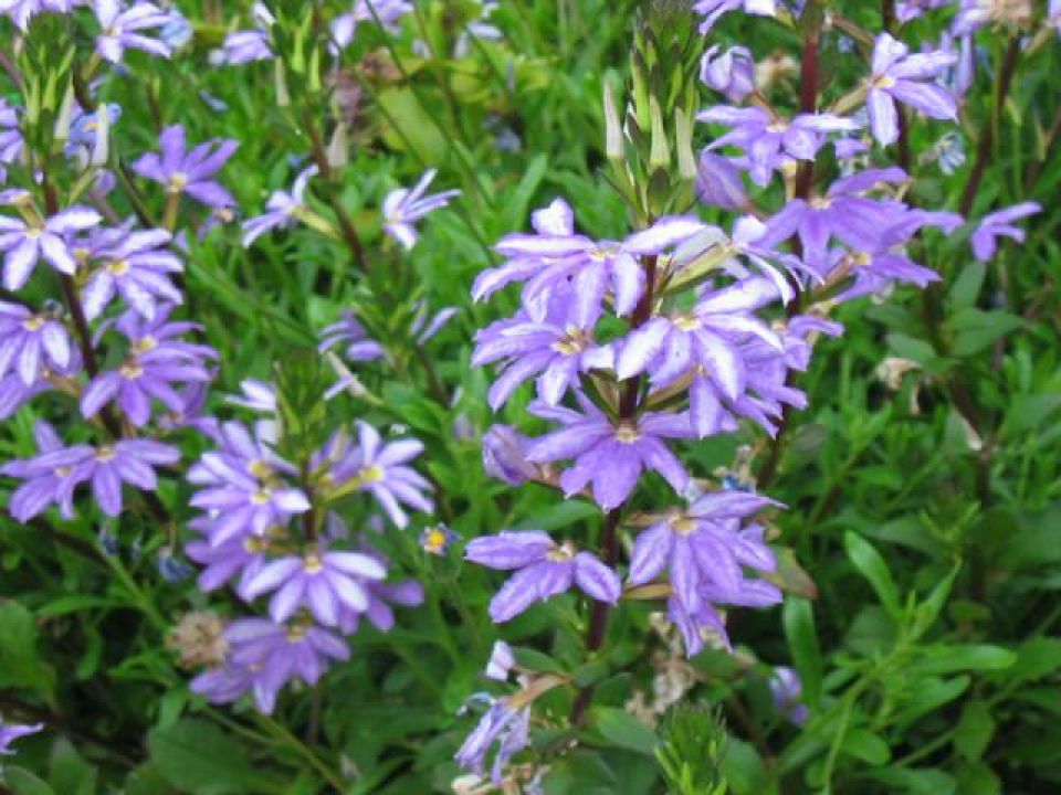 Scaevola aemula - | De Tuinen van Appeltern