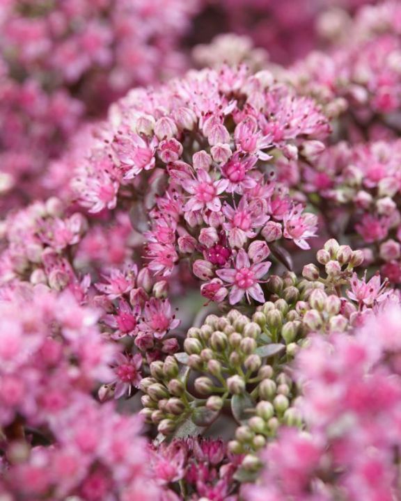 Sedum 'Sunsparkler Firecracker' (='Firecracker') - Vetkruid | De Tuinen ...