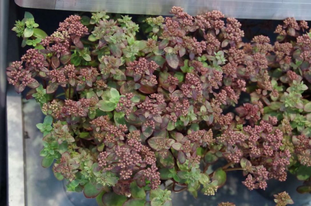 Sedum 'Sunsparkler Firecracker' (='Firecracker') - Vetkruid | De Tuinen ...