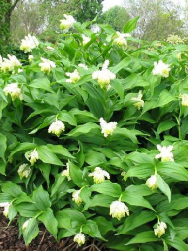 Smilacina racemosa - Valse salomonszegel | De Tuinen van Appeltern