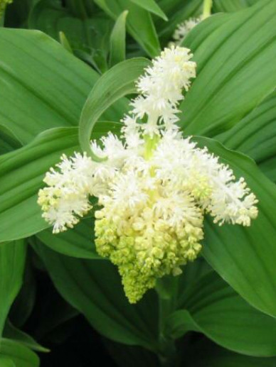 Smilacina racemosa - Valse salomonszegel | De Tuinen van Appeltern