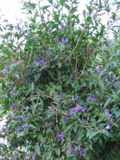 Solanum rantonnetii - | De Tuinen van Appeltern