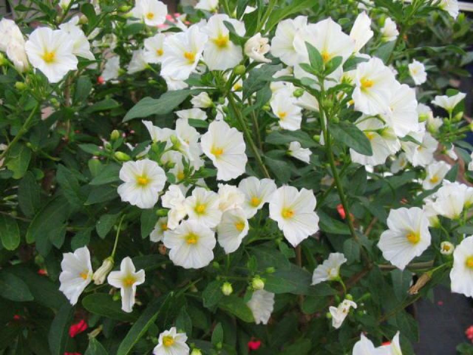Solanum rantonnetii 'Charles White' (='Oosthen') - | De Tuinen van ...