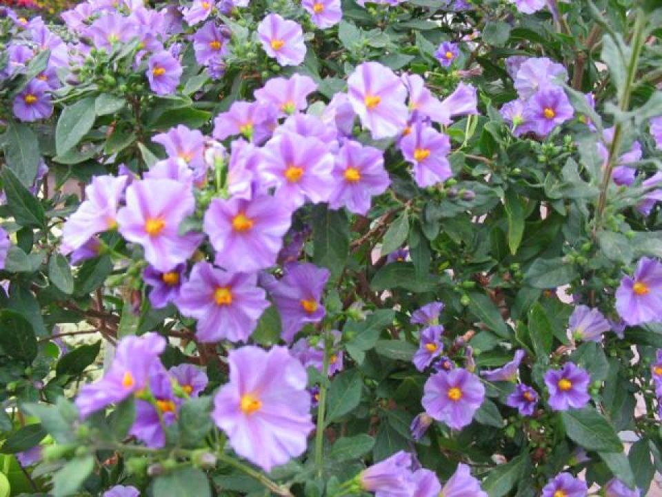 Solanum rantonnetii 'Charles Pink Star' (='Oosthen2') - | De Tuinen van ...