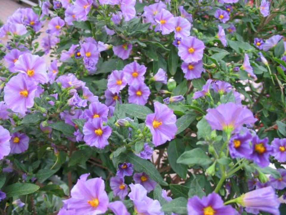Solanum rantonnetii 'Charles Pink Star' (='Oosthen2') - | De Tuinen van ...