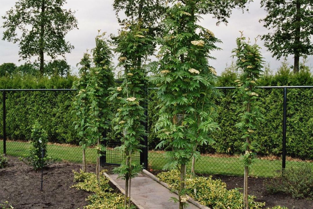 Sorbus aucuparia 'Autumn Spire' (='Flanrock') - Zuillijsterbes | De ...