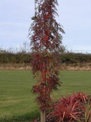 Sorbus aucuparia 'Autumn Spire' (='Flanrock') - Zuillijsterbes | De ...