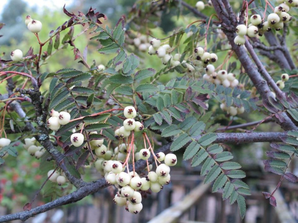 Sorbus cashmiriana - Lijsterbes | De Tuinen van Appeltern