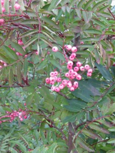 Sorbus 'Pink Pearl' - Lijsterbes | De Tuinen van Appeltern