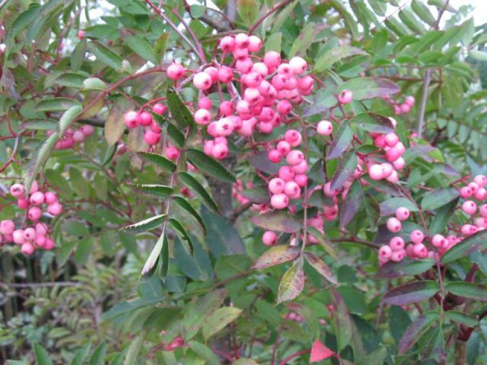 Sorbus 'Pink Pearl' - Lijsterbes | De Tuinen van Appeltern