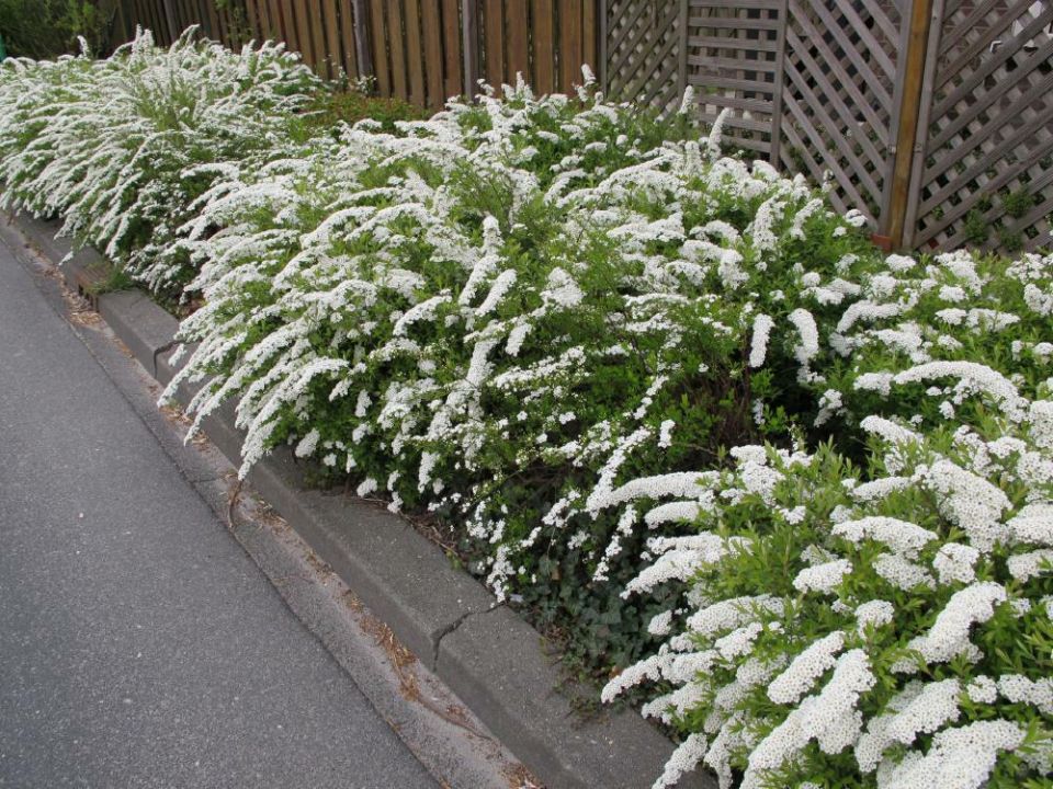 Spiraea arguta - Spierstruik | De Tuinen van Appeltern