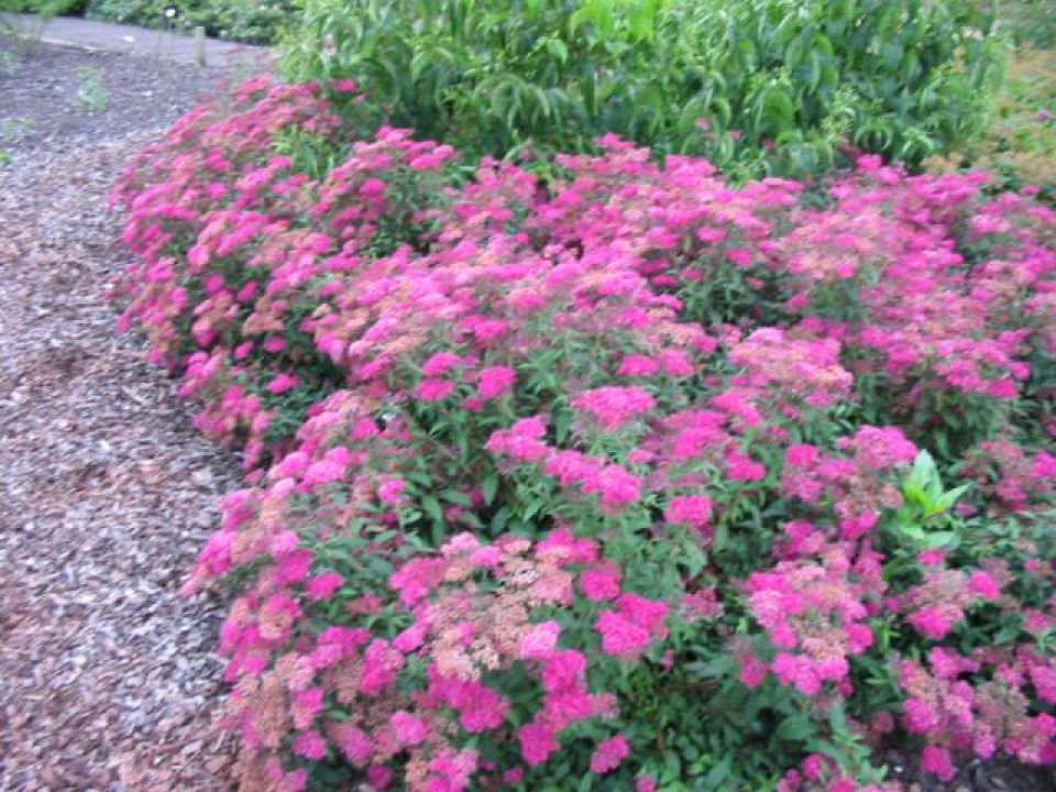 Spiraea japonica 'Dart's Red' - Spierstruik | De Tuinen van Appeltern