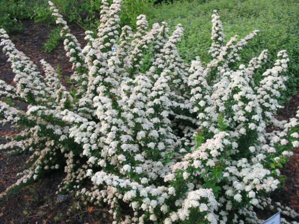 Spiraea nipponica 'June Bride' - Spierstruik | De Tuinen van Appeltern