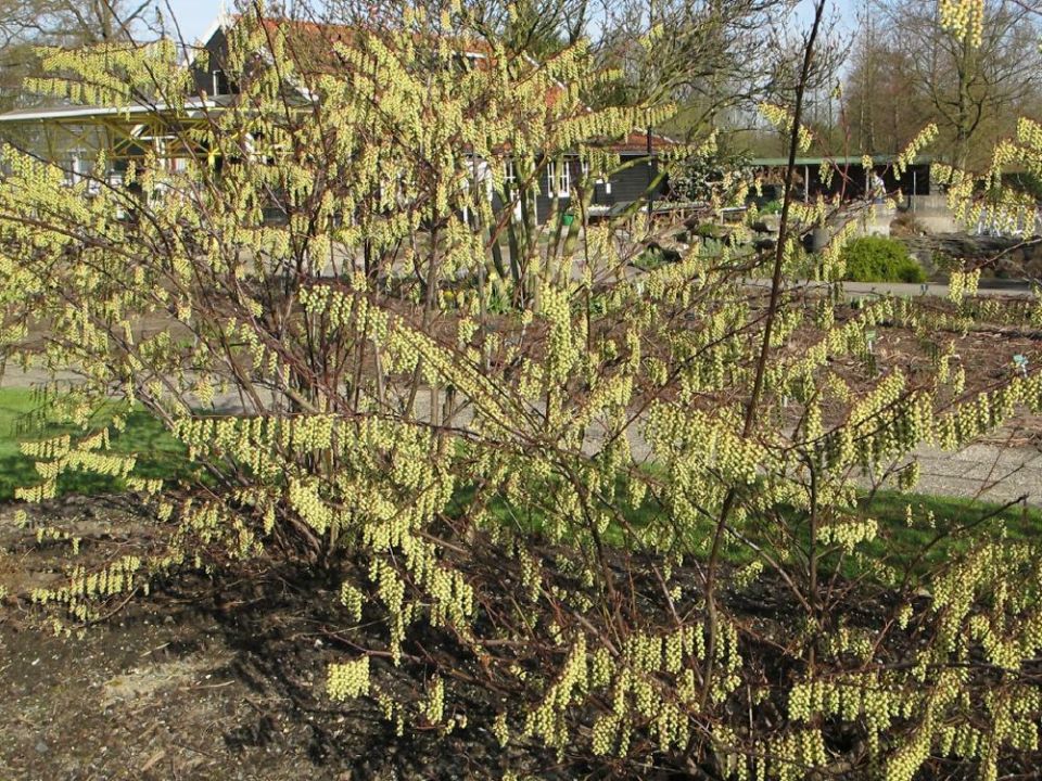 Stachyurus praecox - Staartaar | De Tuinen van Appeltern