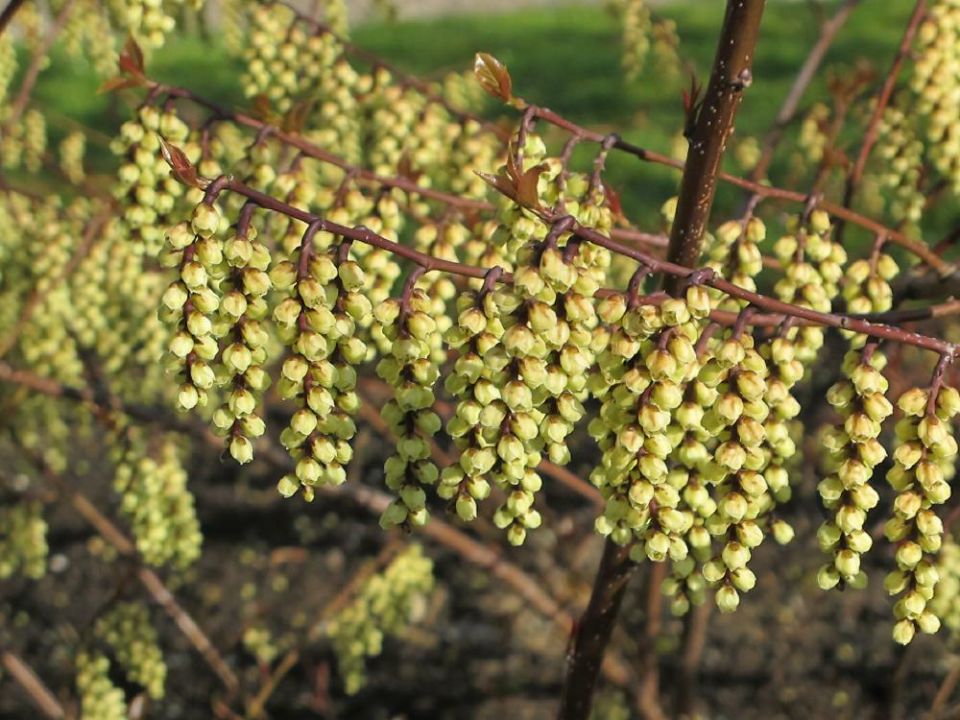Stachyurus praecox - Staartaar | De Tuinen van Appeltern