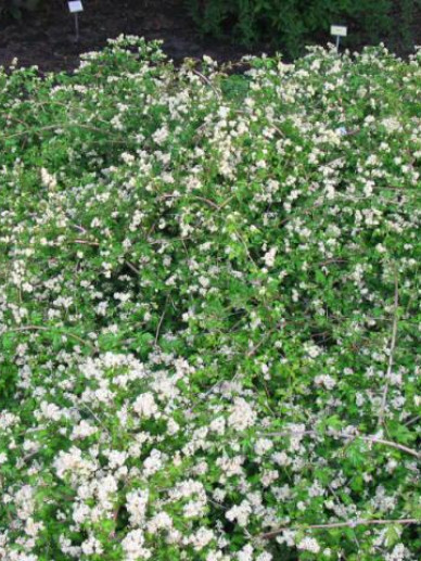 Stephanandra incisa 'Crispa' - / | De Tuinen van Appeltern