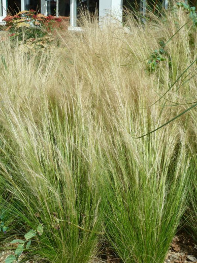 Stipa tenuissima - Vedergras | De Tuinen van Appeltern