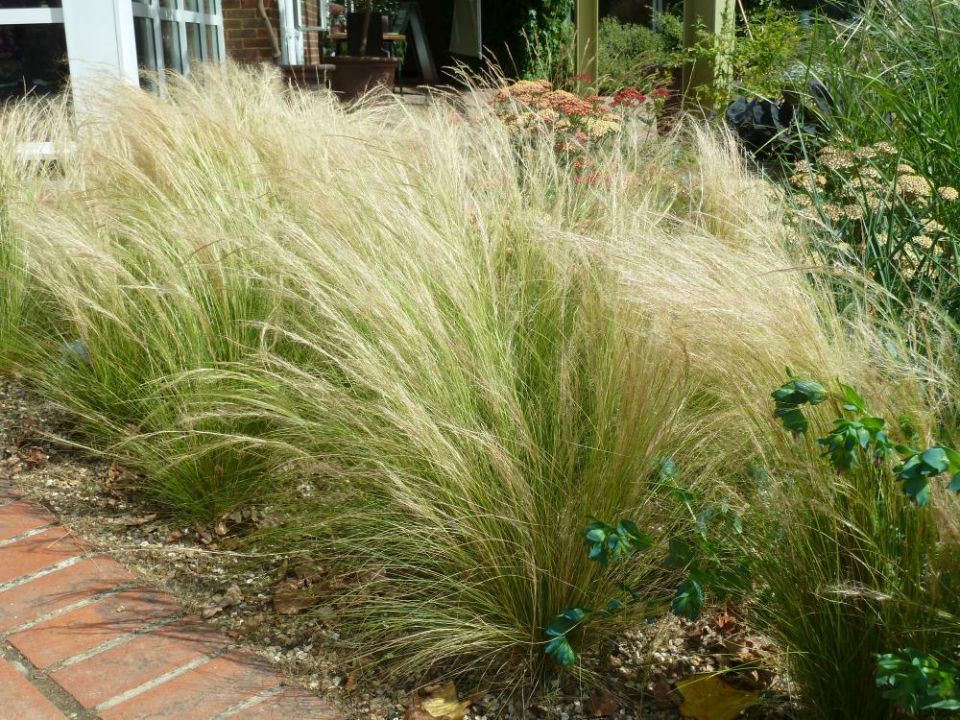 Stipa tenuissima - Vedergras | De Tuinen van Appeltern