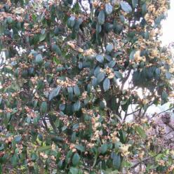 Sycopsis sinensis - | De Tuinen van Appeltern
