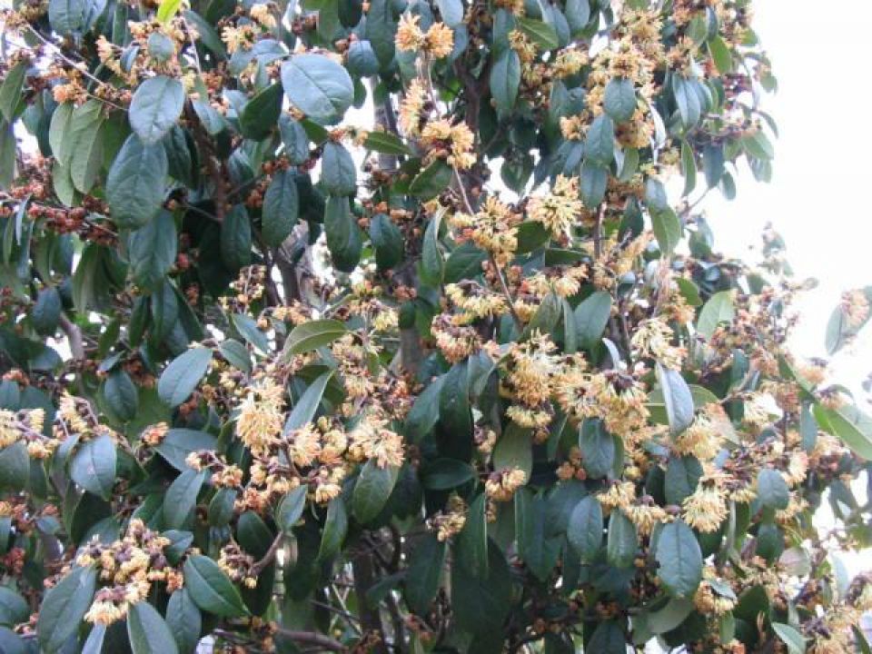 Sycopsis sinensis - | De Tuinen van Appeltern