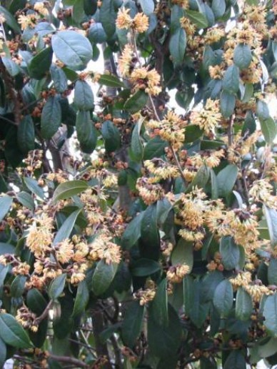 Sycopsis sinensis - | De Tuinen van Appeltern