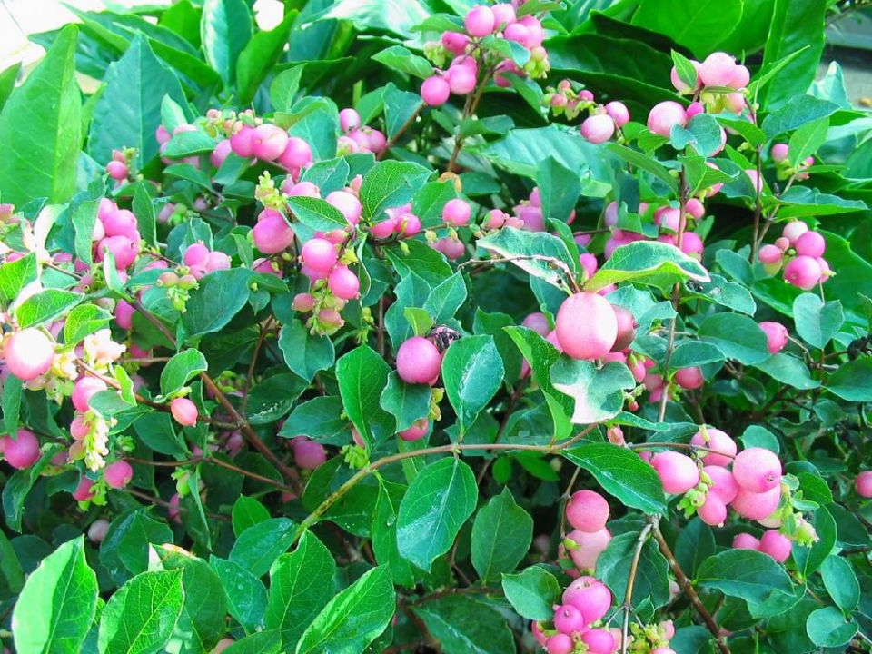 Symphoricarpos 'Magical Candy' (='Kolmcan') - Klapbes | De Tuinen van ...
