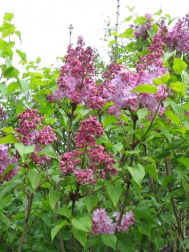 Syringa × hyacinthiflora 'Esther Staley' - Sering | De Tuinen van Appeltern