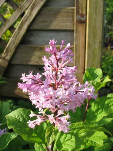 Syringa komarowii subsp. reflexa - Sering | De Tuinen van Appeltern