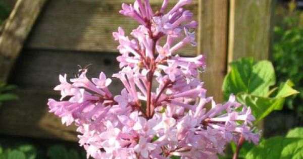 Syringa komarowii subsp. reflexa - Sering | De Tuinen van Appeltern