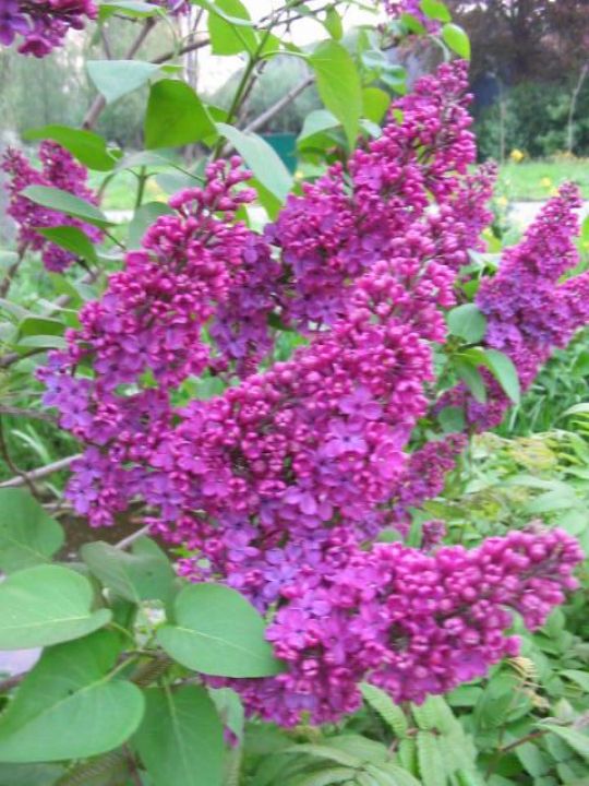 Syringa vulgaris 'Andenken an Ludwig Spaeth' - Sering | De Tuinen van ...