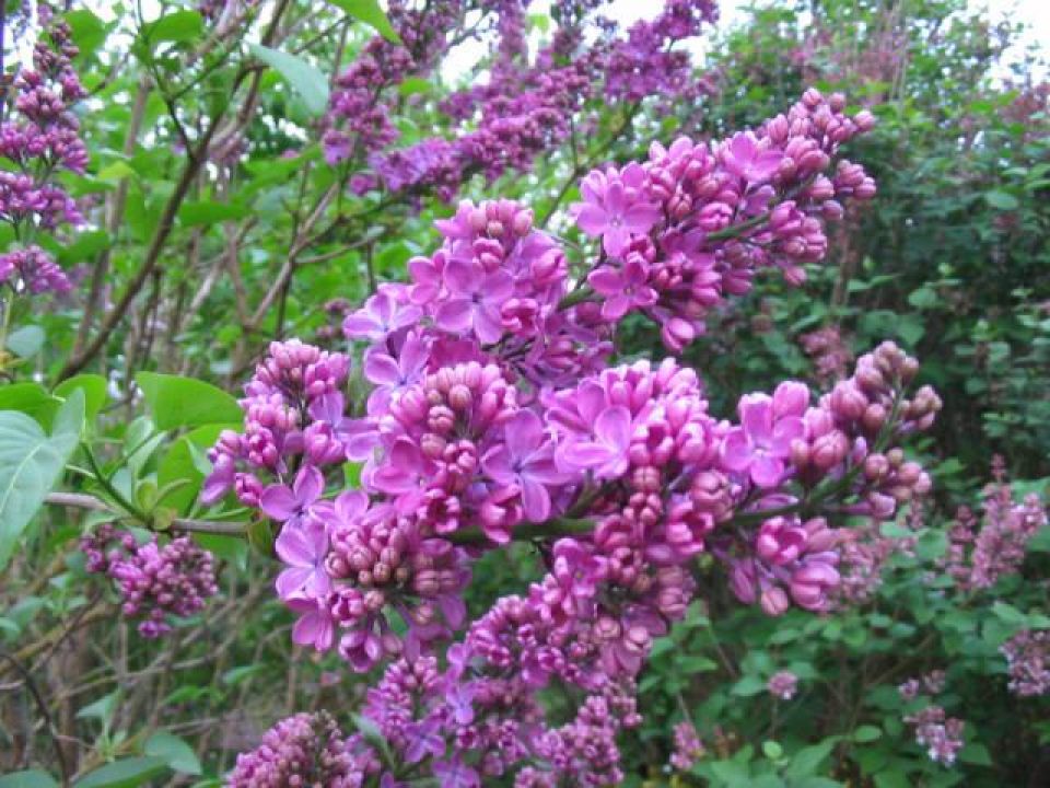 Syringa vulgaris 'G.J. Baardse' - Gewone sering | De Tuinen van Appeltern