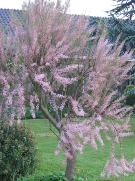 Tamarix parviflora - Tamarisk | De Tuinen van Appeltern