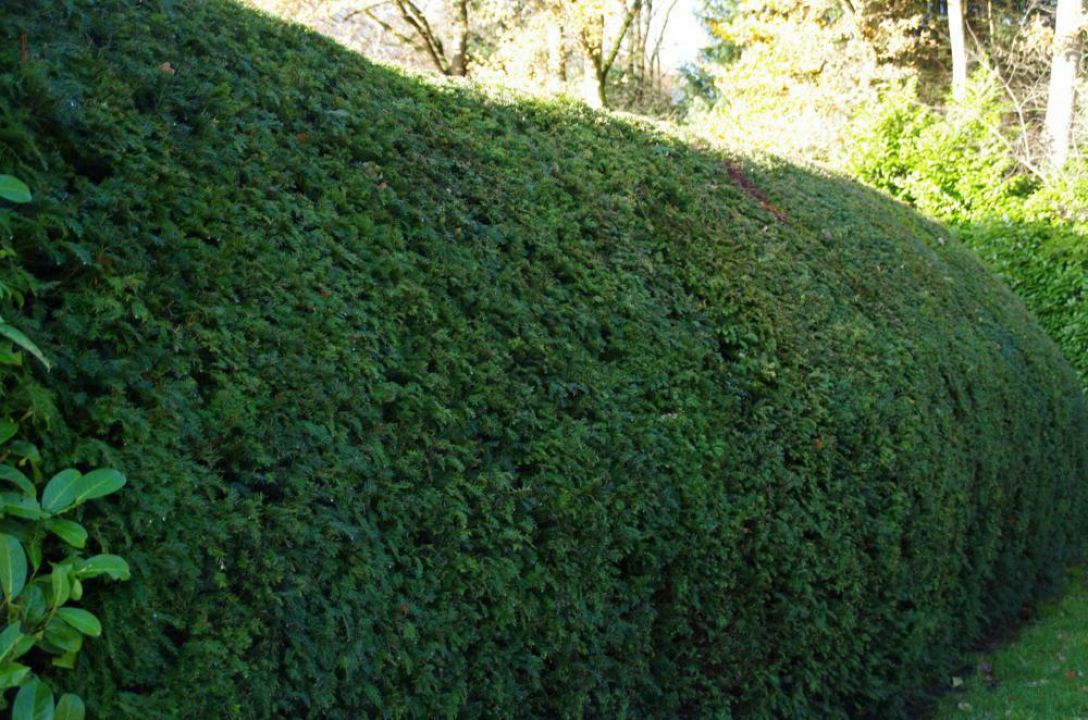 Taxus baccata - Venijnboom | De Tuinen van Appeltern