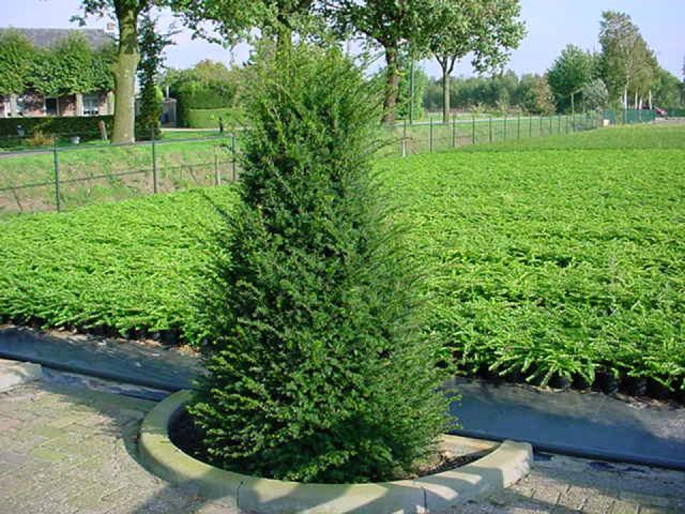 Taxus baccata - Venijnboom | De Tuinen van Appeltern