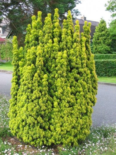 Taxus baccata 'Standishii' - Venijnboom | De Tuinen van Appeltern