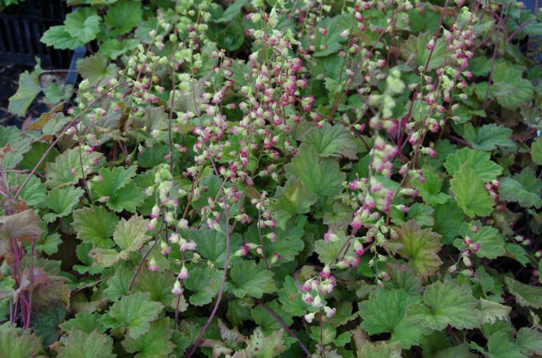 Tellima grandiflora 'Rubra' - | De Tuinen van Appeltern