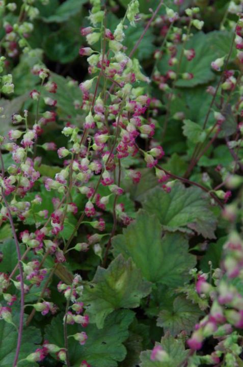 Tellima grandiflora 'Rubra' - | De Tuinen van Appeltern