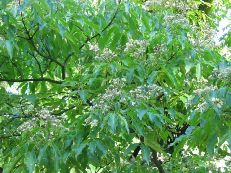 Tetradium daniellii - Bijenboom | De Tuinen van Appeltern