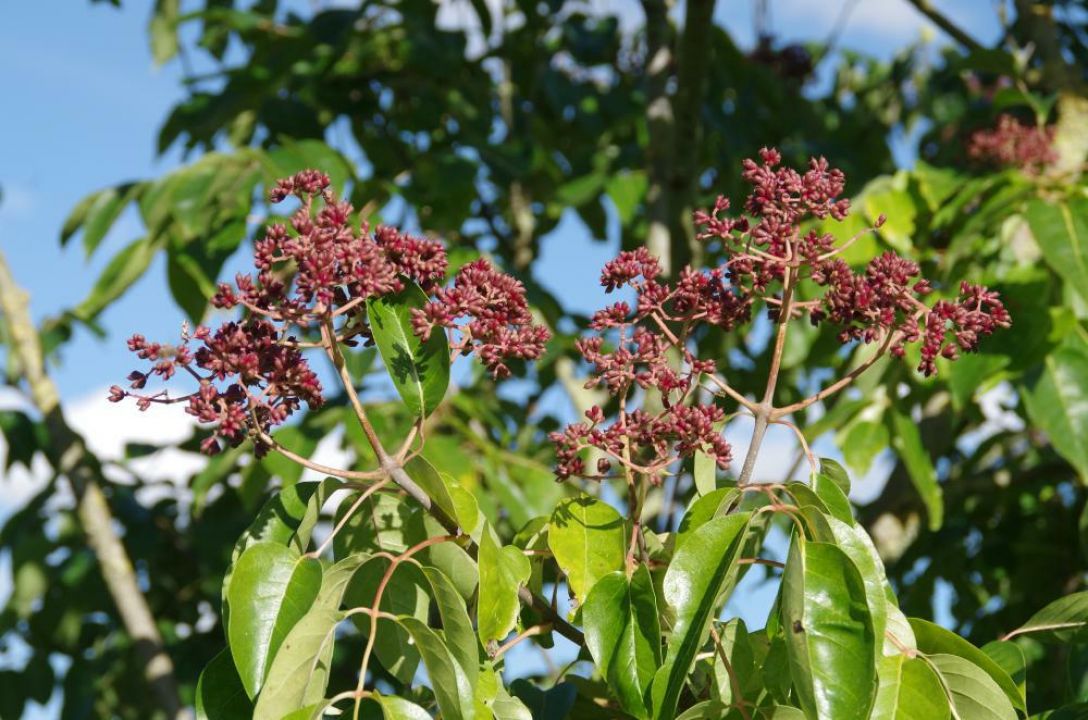 Tetradium daniellii - Bijenboom | De Tuinen van Appeltern
