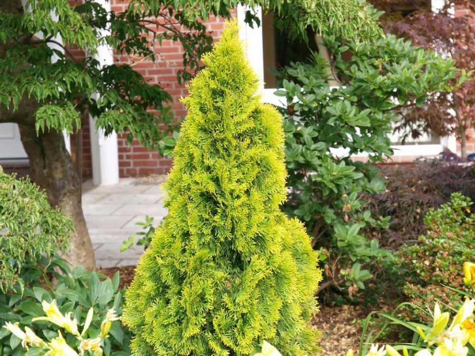 Thuja occidentalis 'Golden Smaragd' (='Janed Gold') - Levensboom | De ...