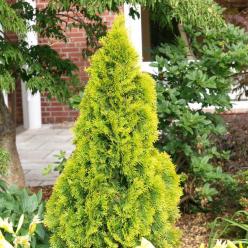 Thuja occidentalis 'Golden Smaragd' (='Janed Gold') - Levensboom | De ...