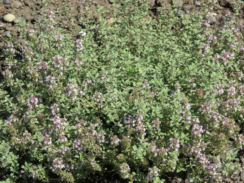 Thymus × citriodorus 'Silver Queen' - Bonte citroentijm | De Tuinen van ...