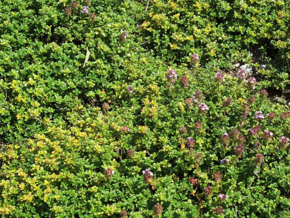 Thymus 'Doone Valley' - Tijm | De Tuinen van Appeltern