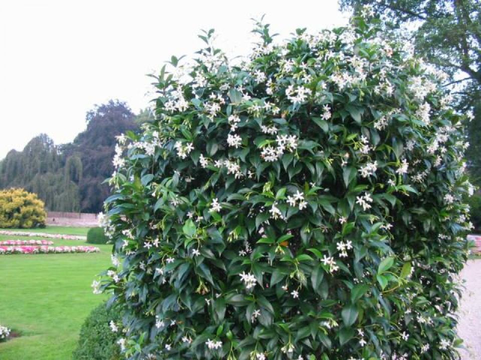 Trachelospermum jasminoides - Toscaanse jasmijn, sterjasmijn | De ...