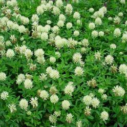 Trifolium ochroleucon - Gele klaver | De Tuinen van Appeltern