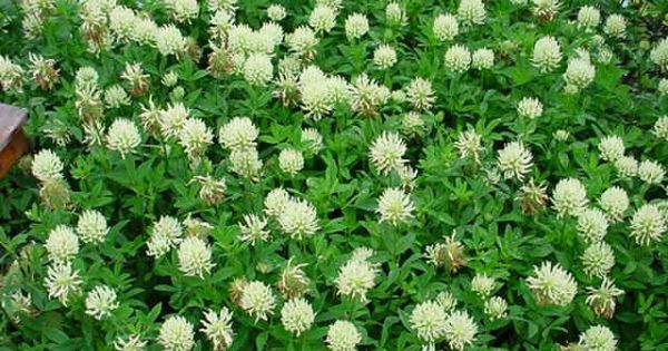 Trifolium ochroleucon - Gele klaver | De Tuinen van Appeltern