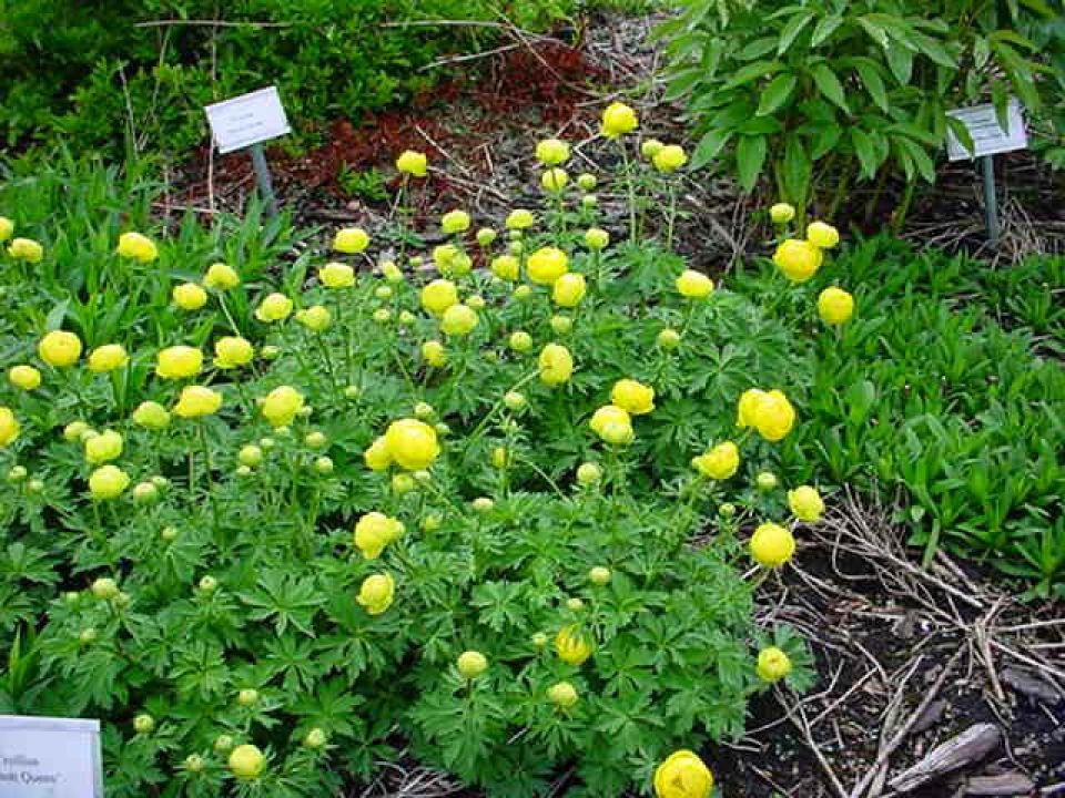 Trollius 'Lemon Queen' - Kogelbloem | De Tuinen van Appeltern
