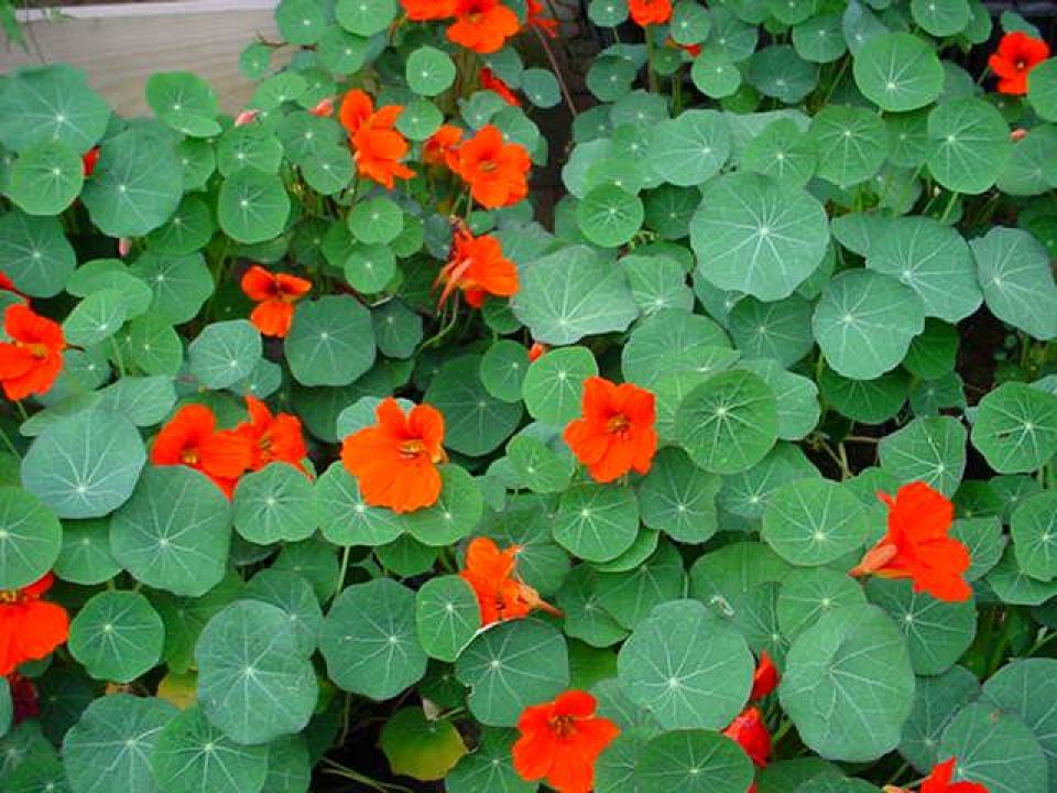 Tropaeolum majus - Oost-Indische kers | De Tuinen van Appeltern