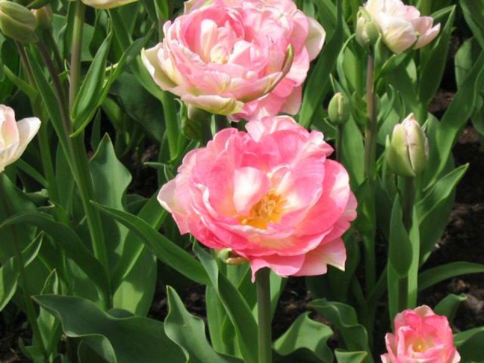 Tulipa 'Angelique' - Tulp | De Tuinen van Appeltern